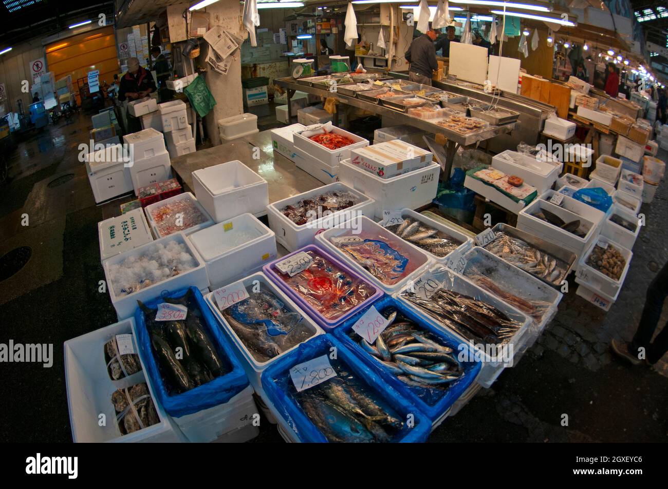 Frozen fish for sale at the old Tsukiji Fish Market, Tokyo, Japan Stock ...