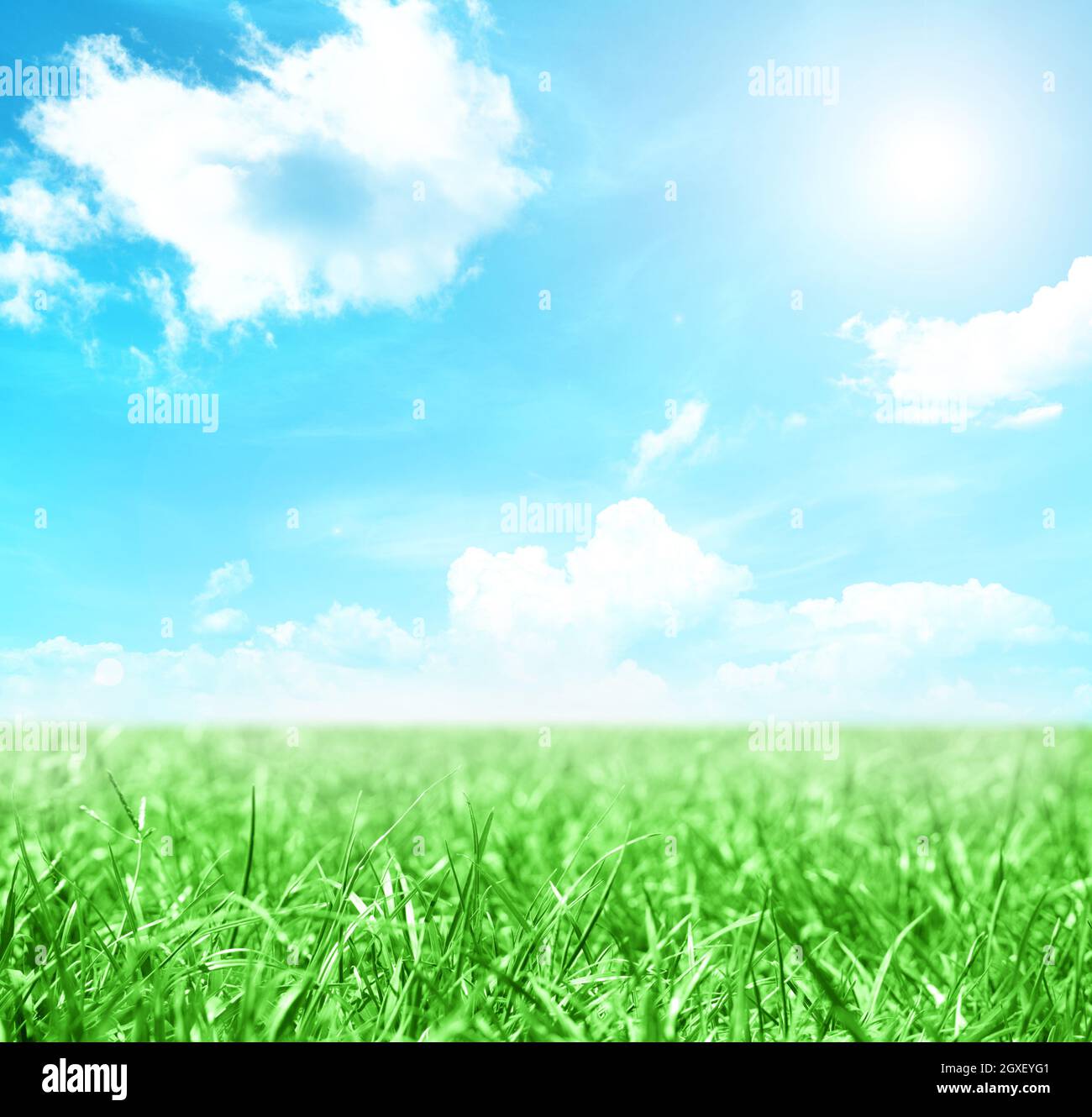 Fresh green field of grass. Green and clean ladscape Stock Photo - Alamy