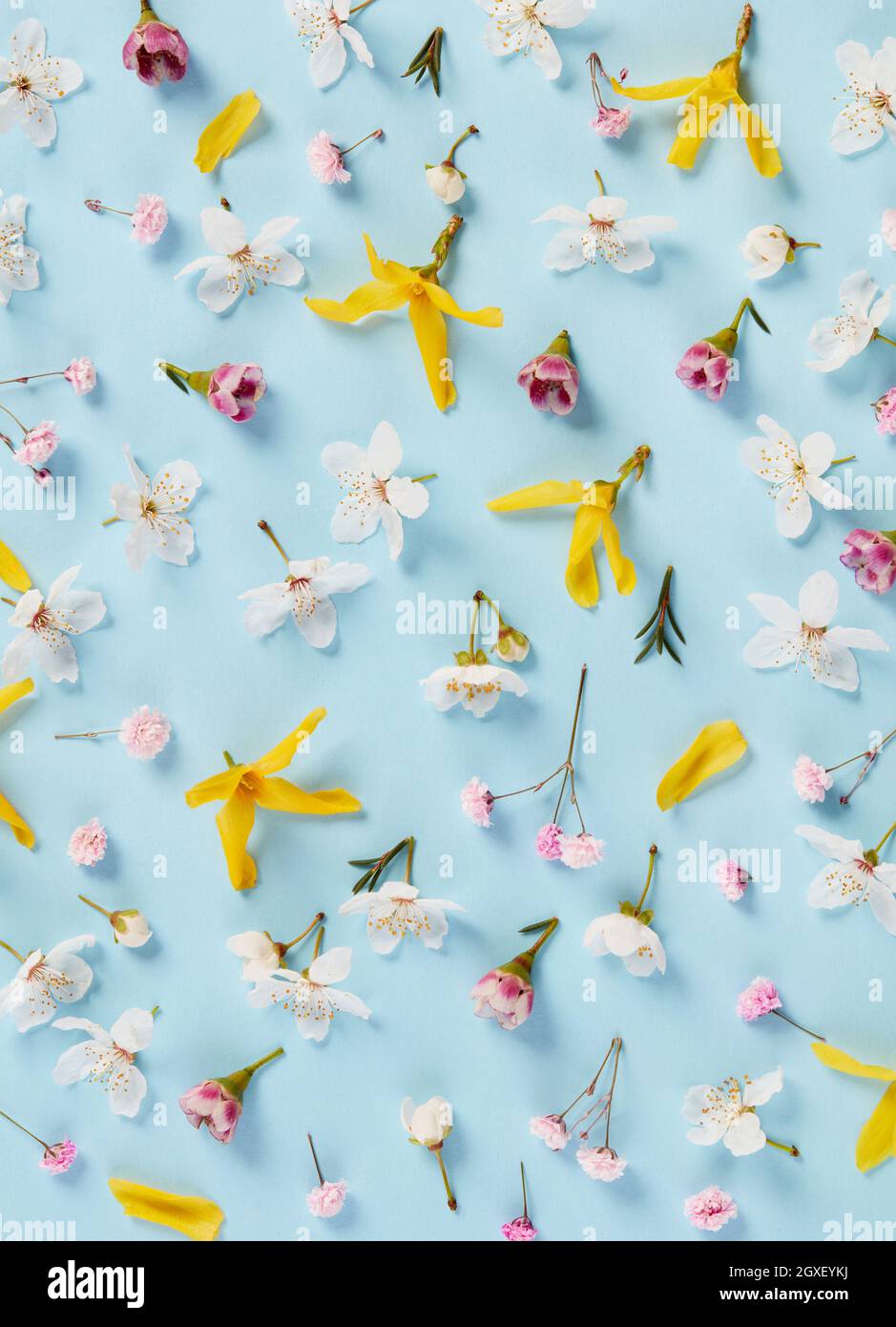 Spring flowers on blue background Stock Photo - Alamy