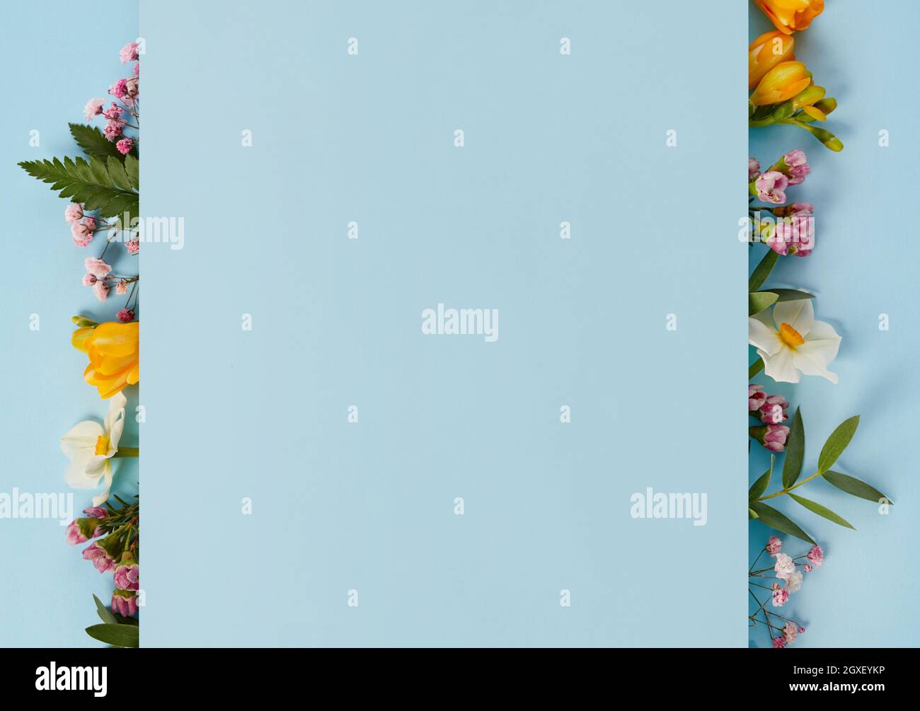 Spring flowers on blue background Stock Photo - Alamy