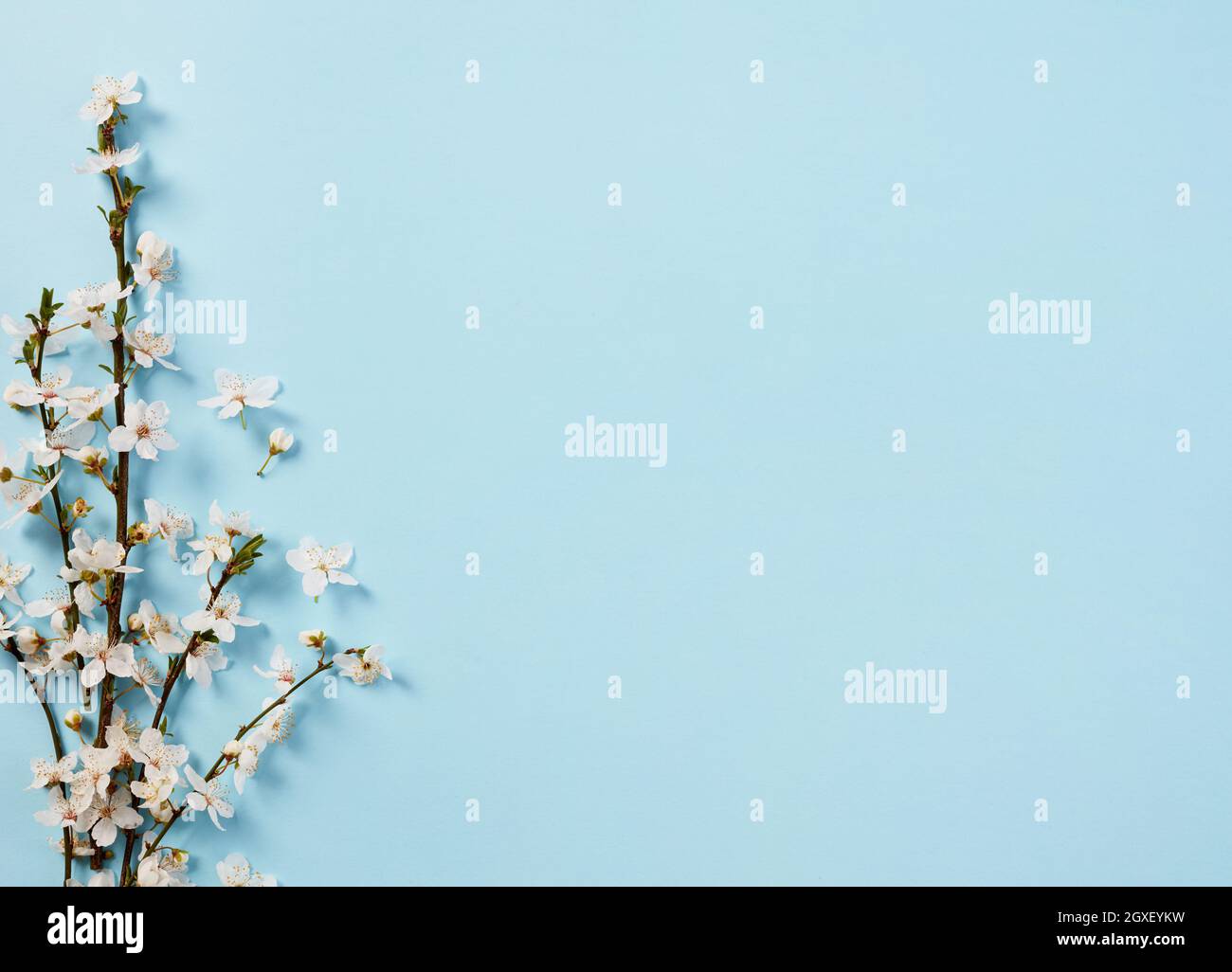 Cherry blossoms on blue background Stock Photo - Alamy
