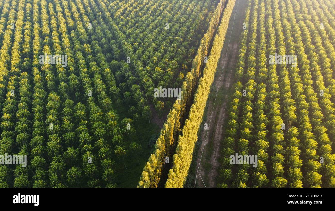 Aerial view of tree plantation, Emilia Romagna. Italy. High quality ...