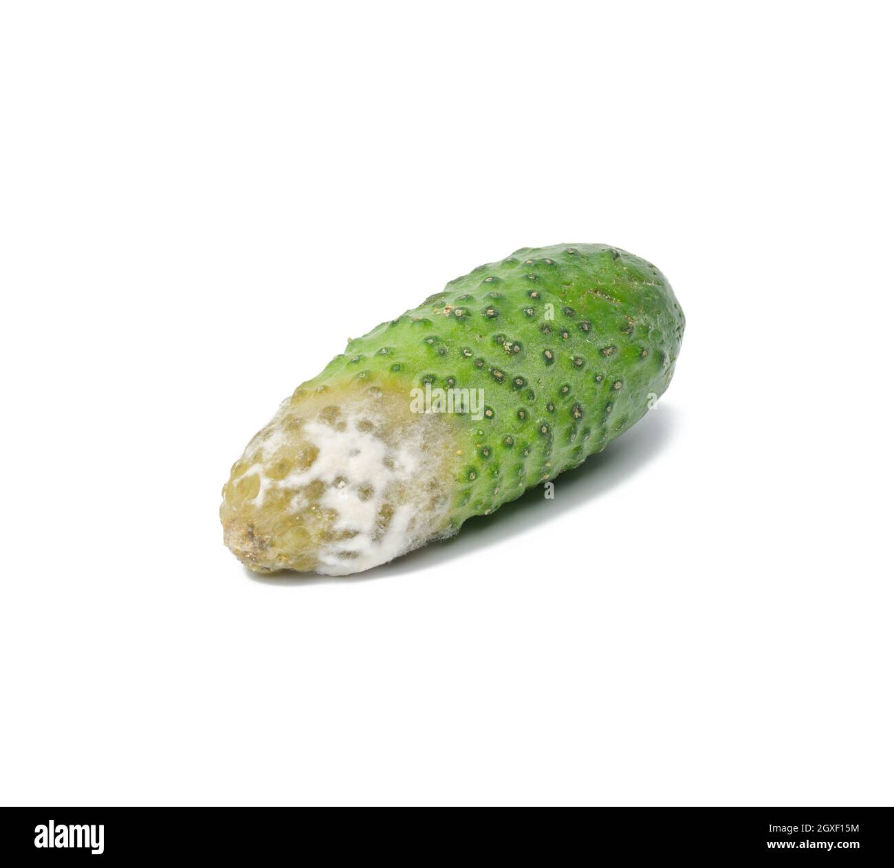 green cucumber with white mold on a white background, spoiled vegetable ...