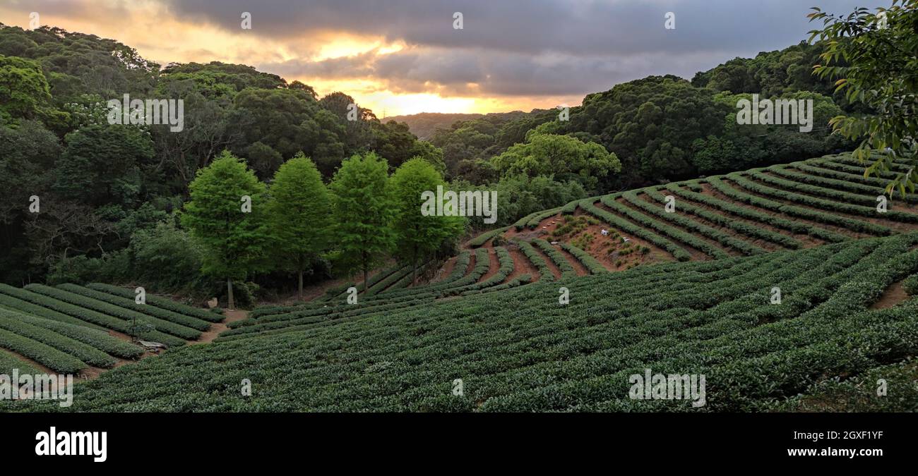 The tea plantation landscape sunset, Taiwan Stock Photo - Alamy