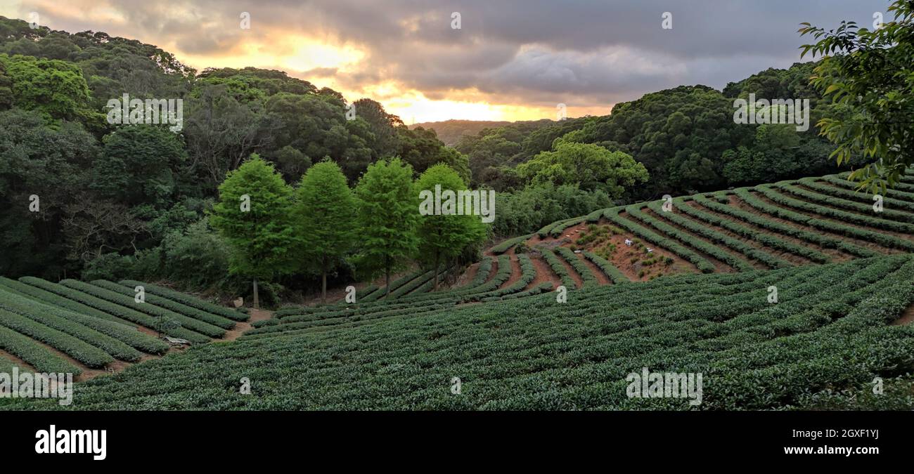The tea plantation landscape sunset, Taiwan Stock Photo - Alamy