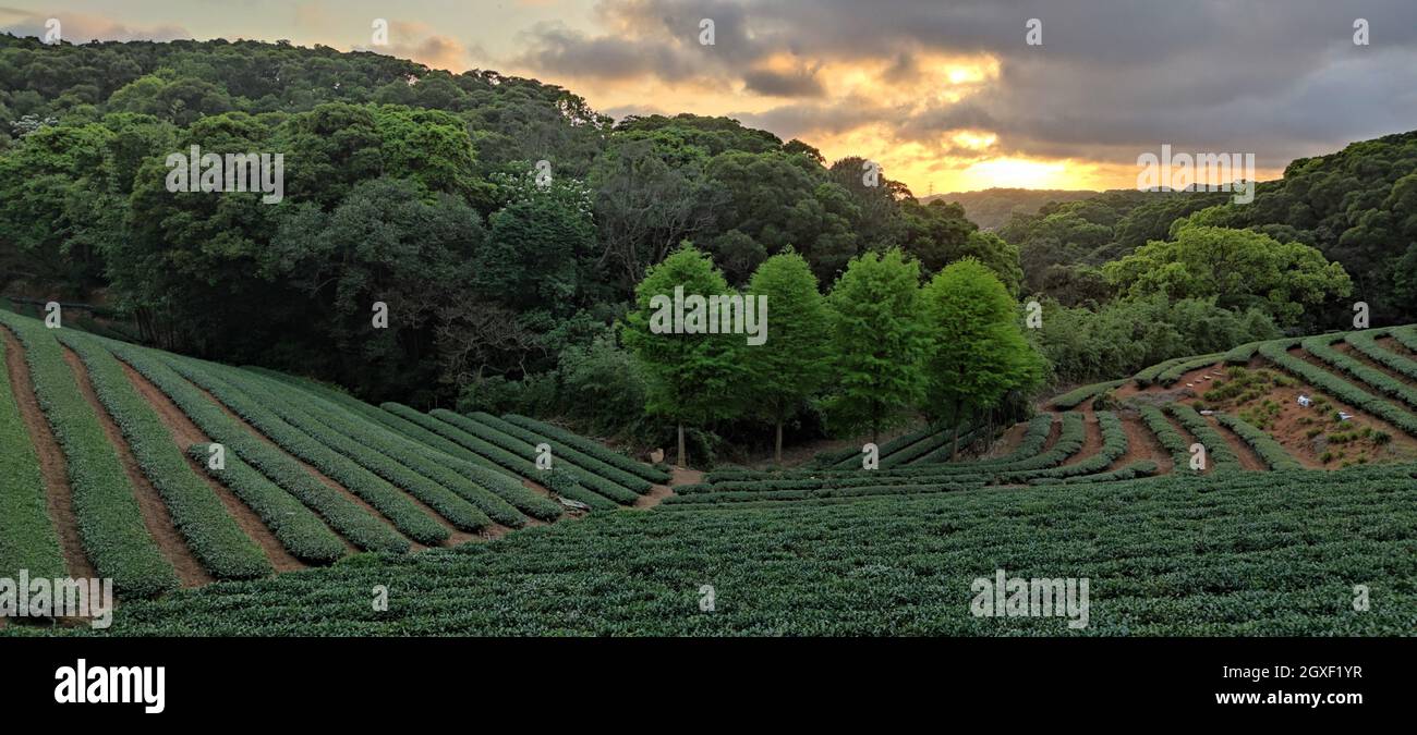 The tea plantation landscape sunset, Taiwan Stock Photo - Alamy