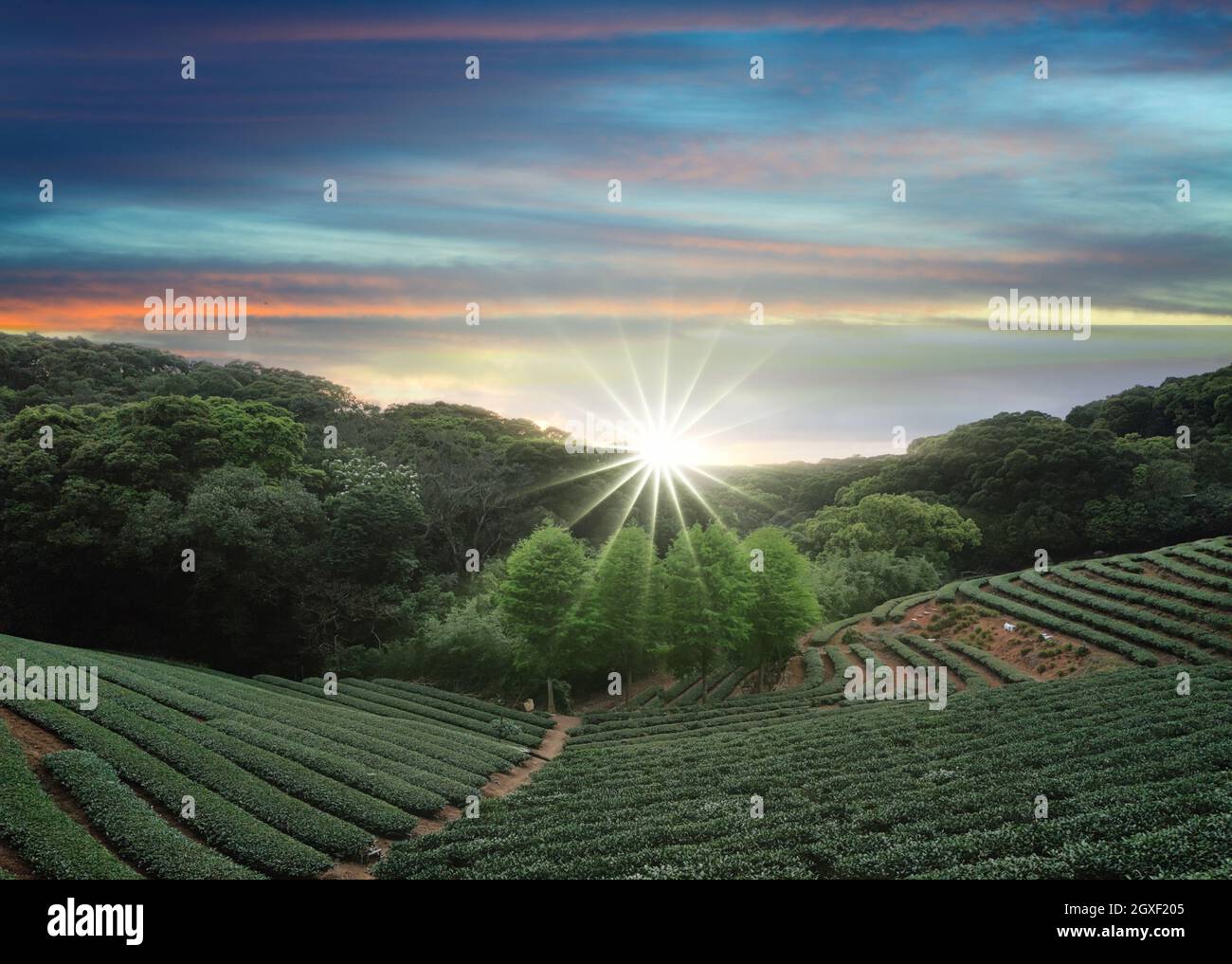 The tea plantation landscape sunset, Taiwan Stock Photo - Alamy