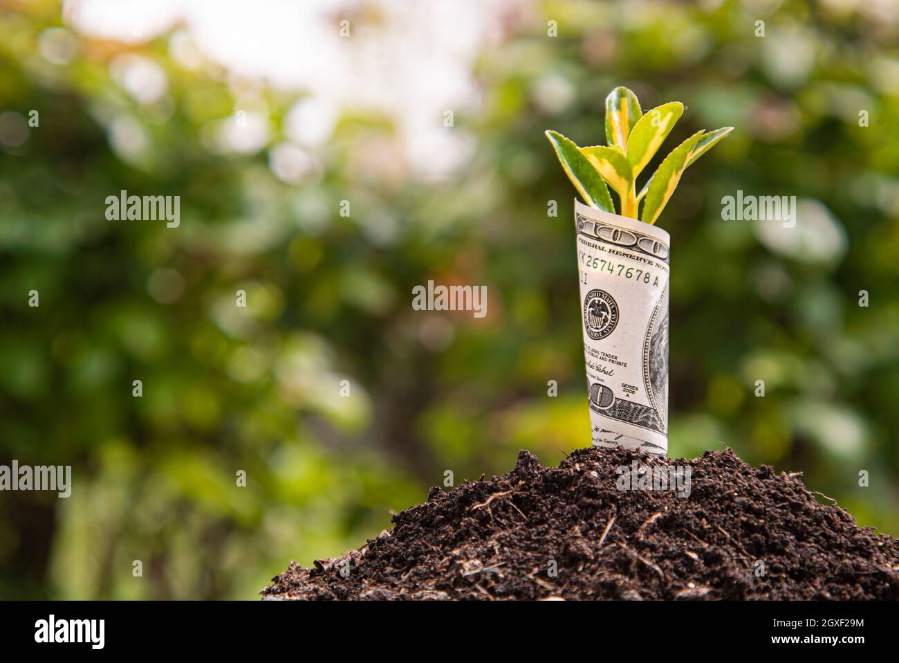 Economic Growth symbol one hundred dollar bill with a plant or leaf ...