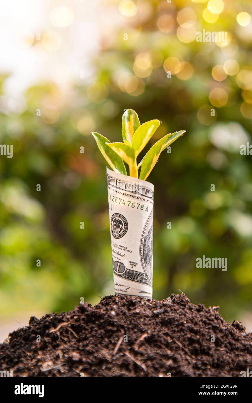 Economic Growth symbol one hundred dollar bill with a plant or leaf ...