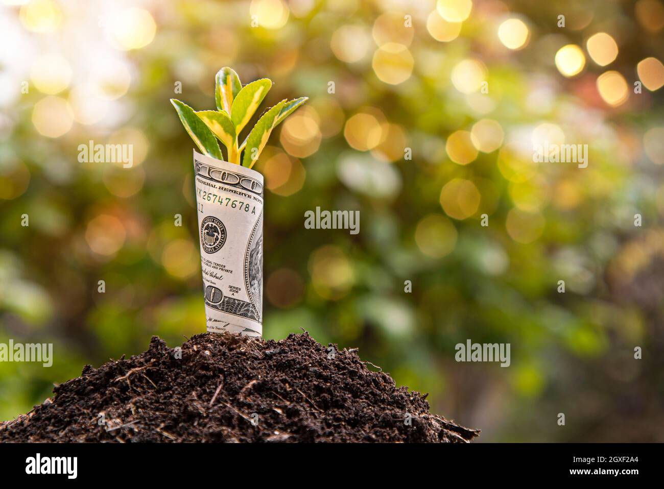 Economic Growth symbol one hundred dollar bill with a plant or leaf ...