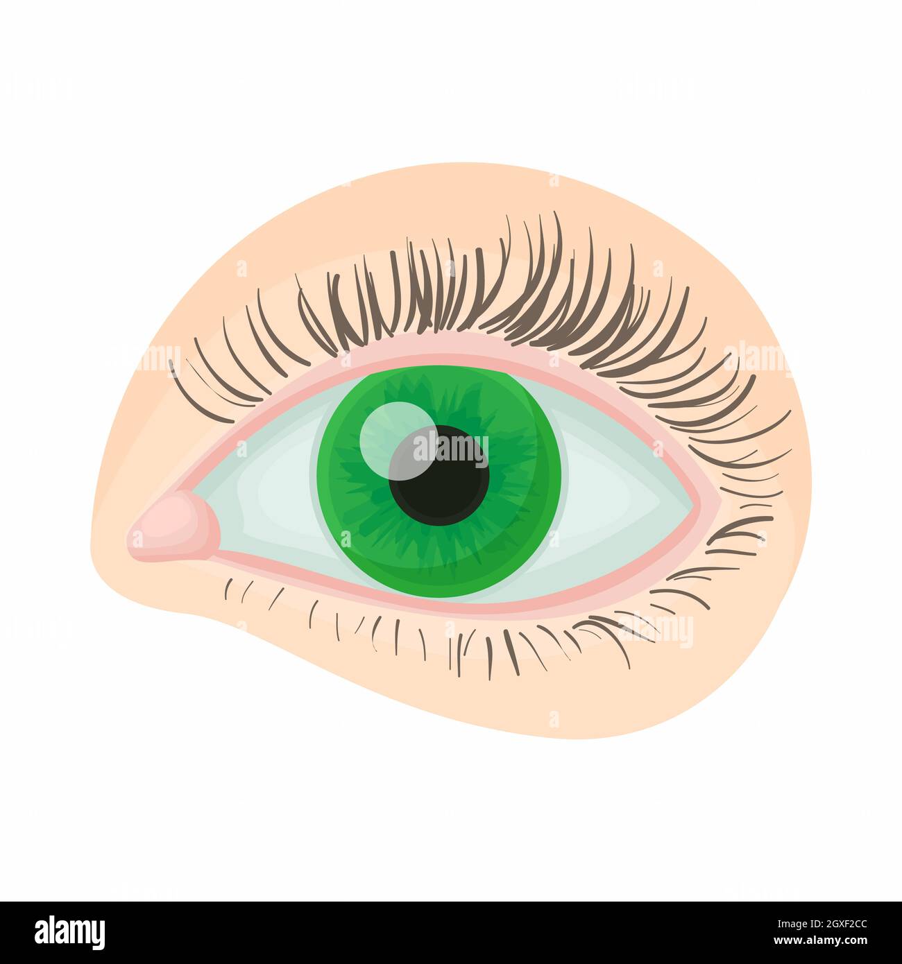 Green human eye icon in cartoon style on a white background Stock Photo ...