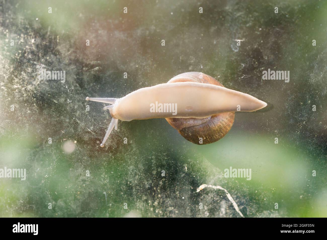 Underside of snail hi-res stock photography and images - Alamy