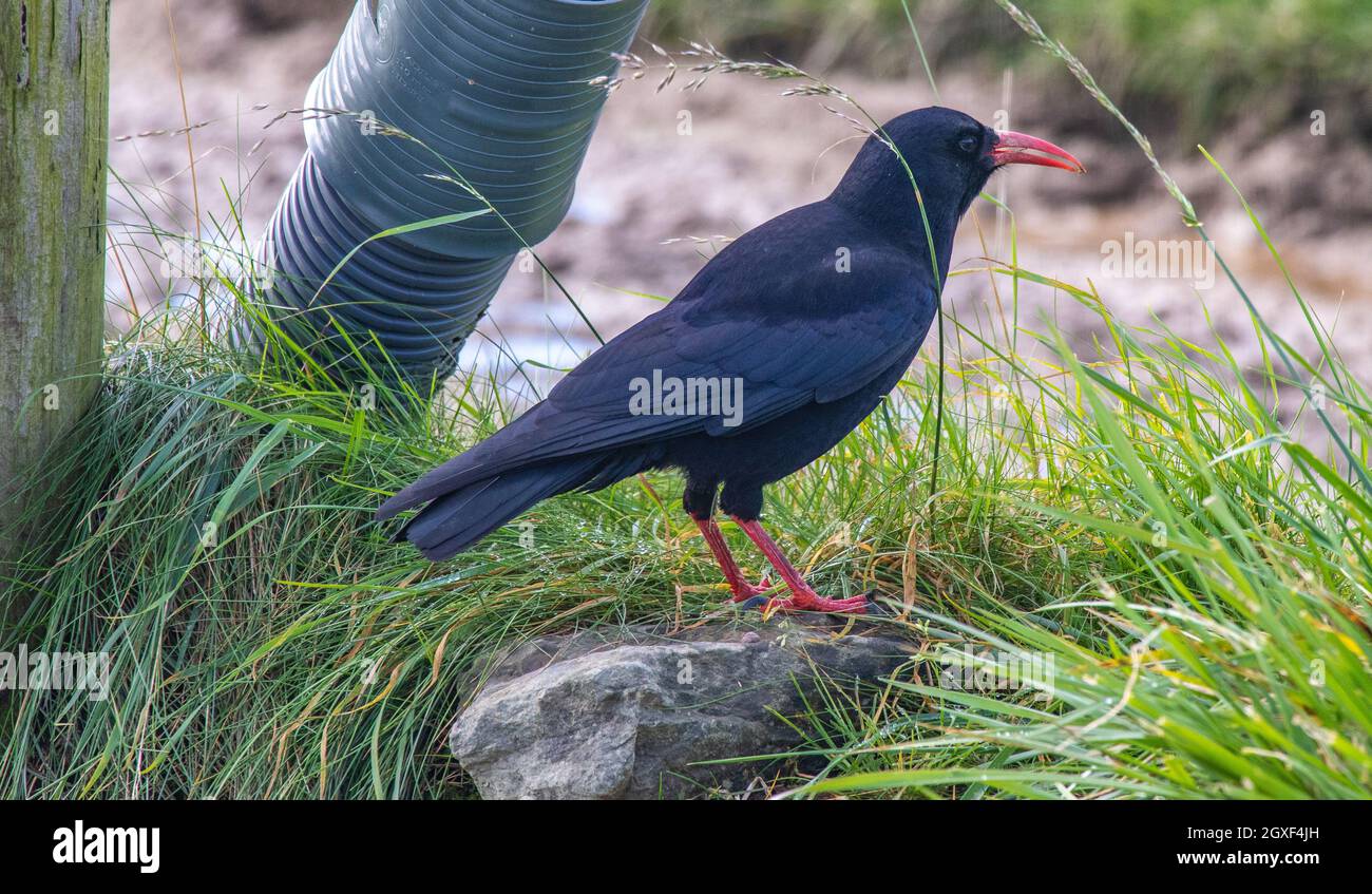 Red Billed Chough in West Cork Stock Photo - Alamy