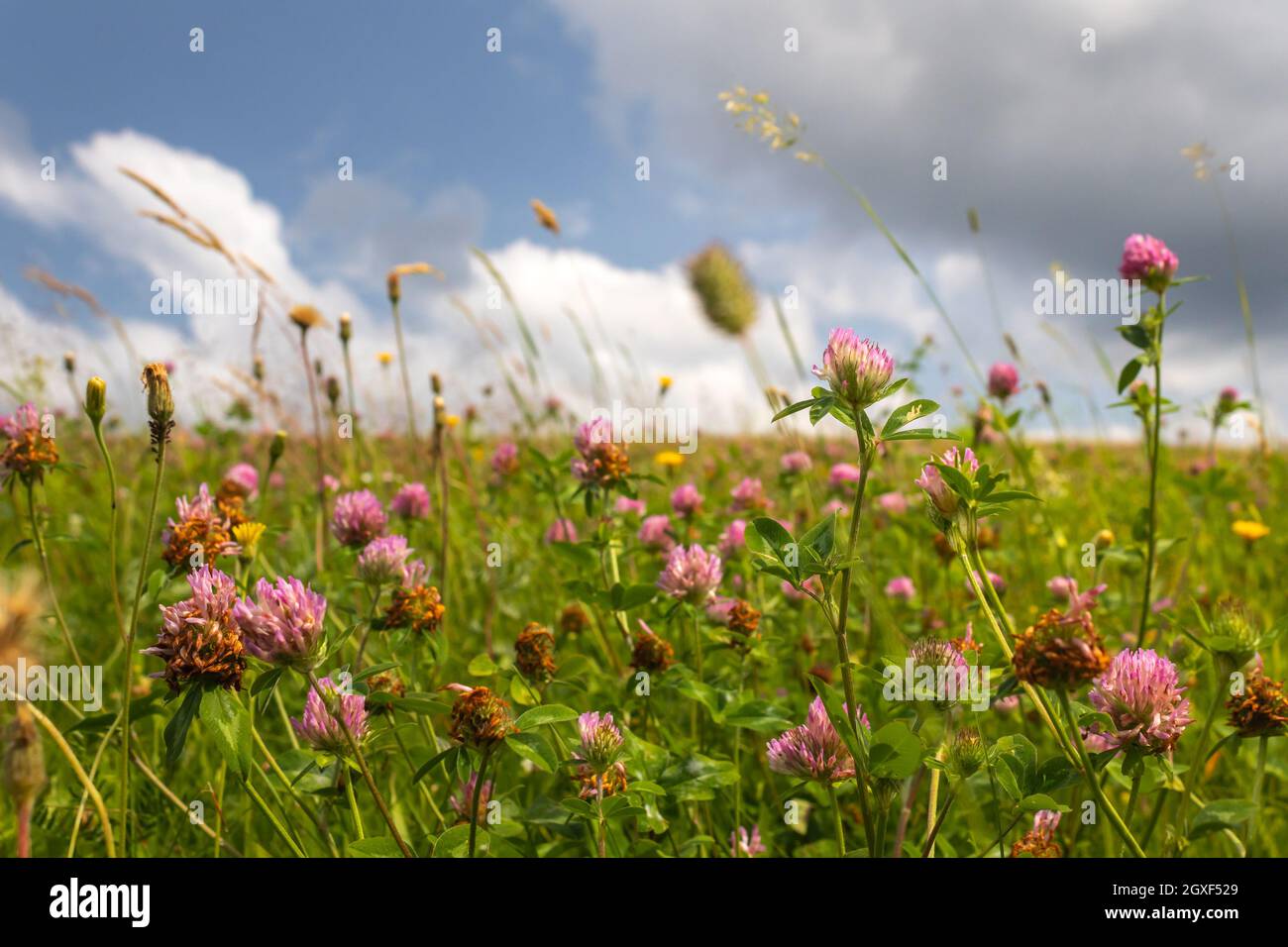 field of flowers - clover blossoms in a field Stock Photo - Alamy