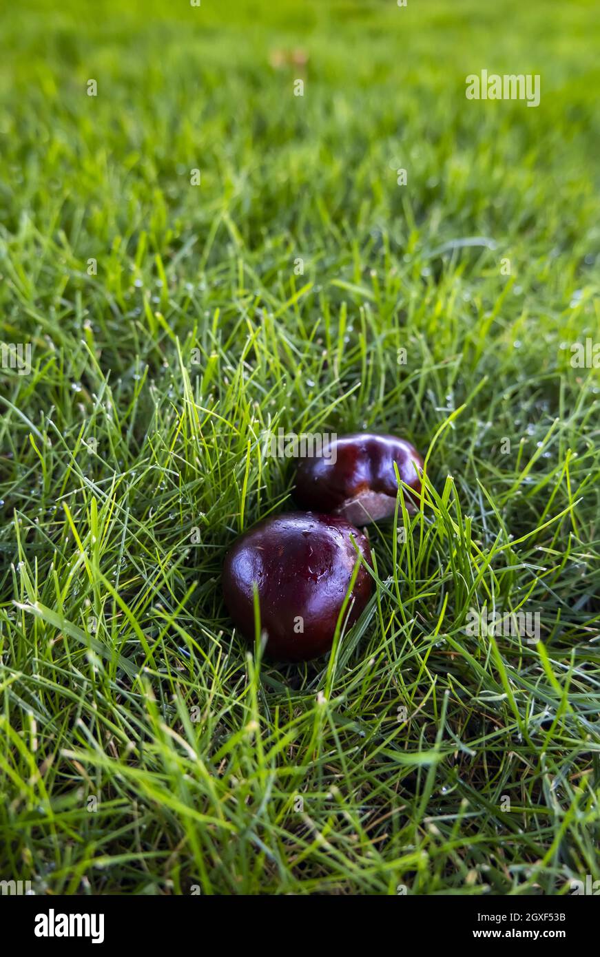 Detail of wild tree fruit, dried fruit, healthy food Stock Photo - Alamy