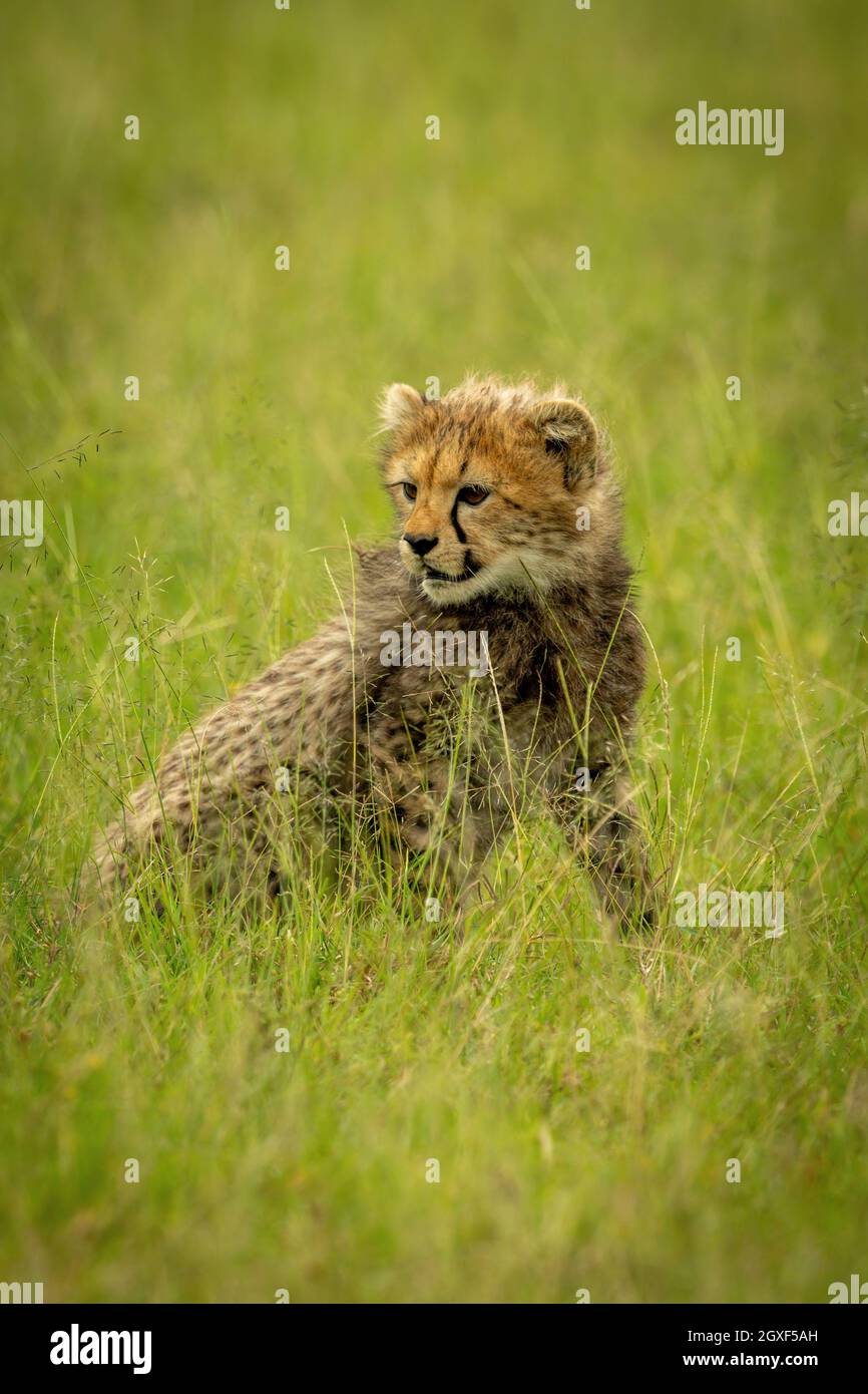 Cheetah cub sits in grass looking back Stock Photo - Alamy