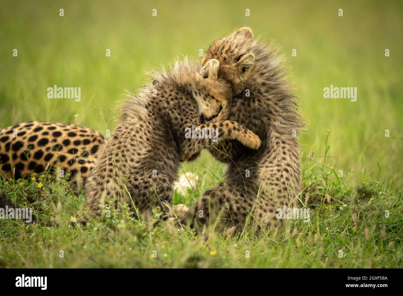 Cheetah cubs sit play fighting by mother Stock Photo - Alamy