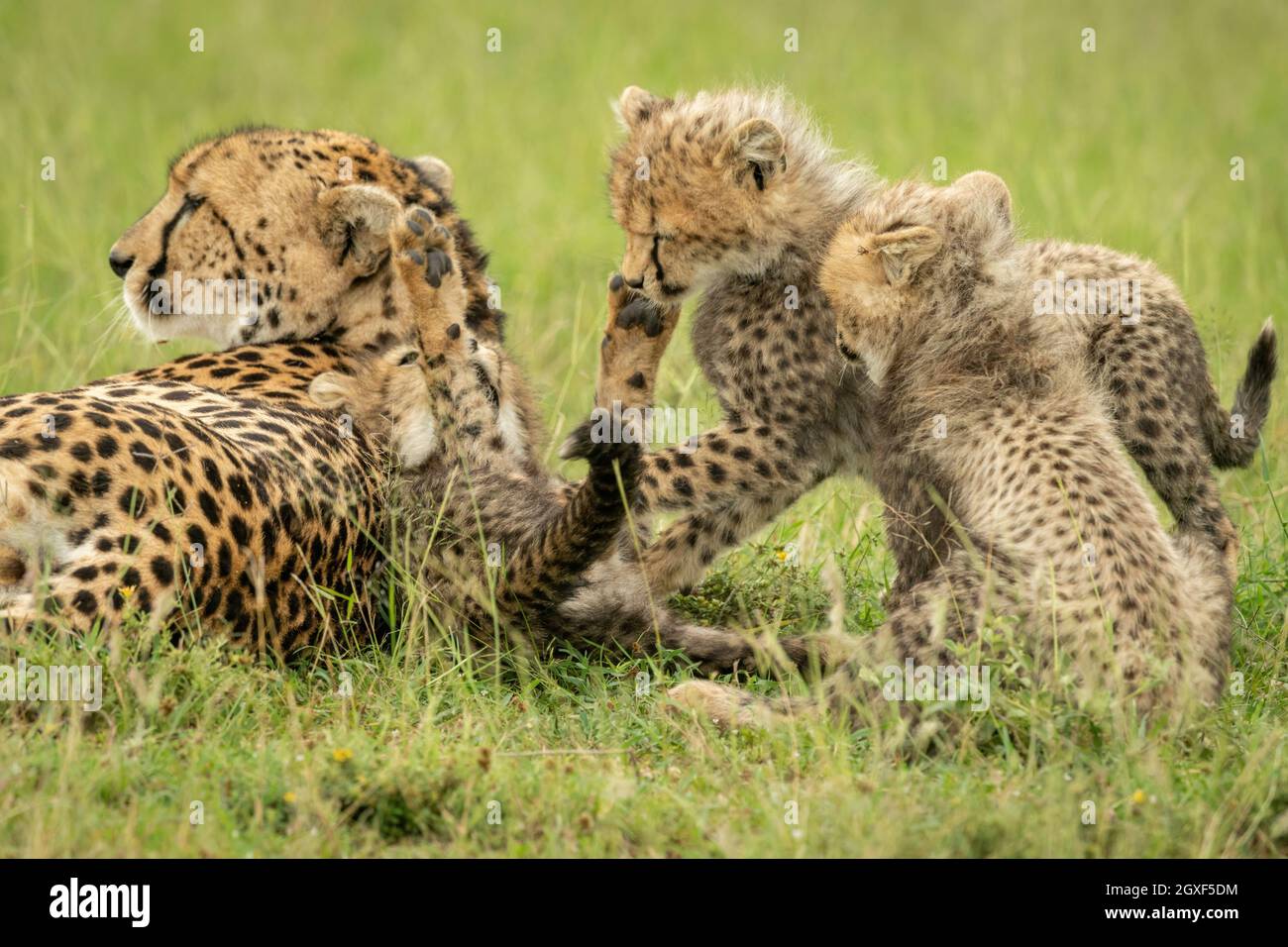 Young cheetah fighting hi-res stock photography and images - Alamy