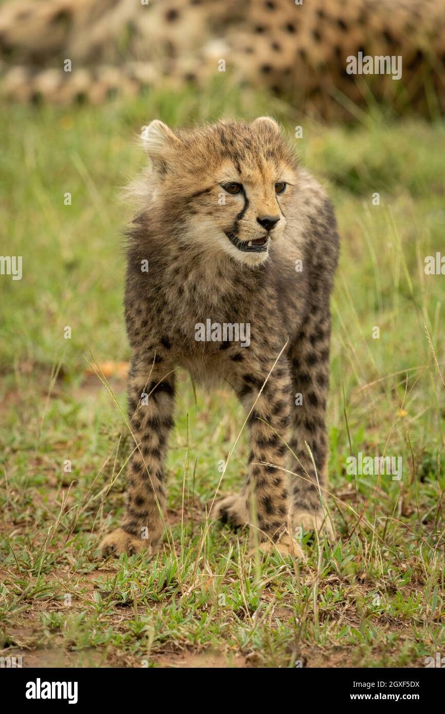 Cheetah cub stands looking right on grass Stock Photo - Alamy