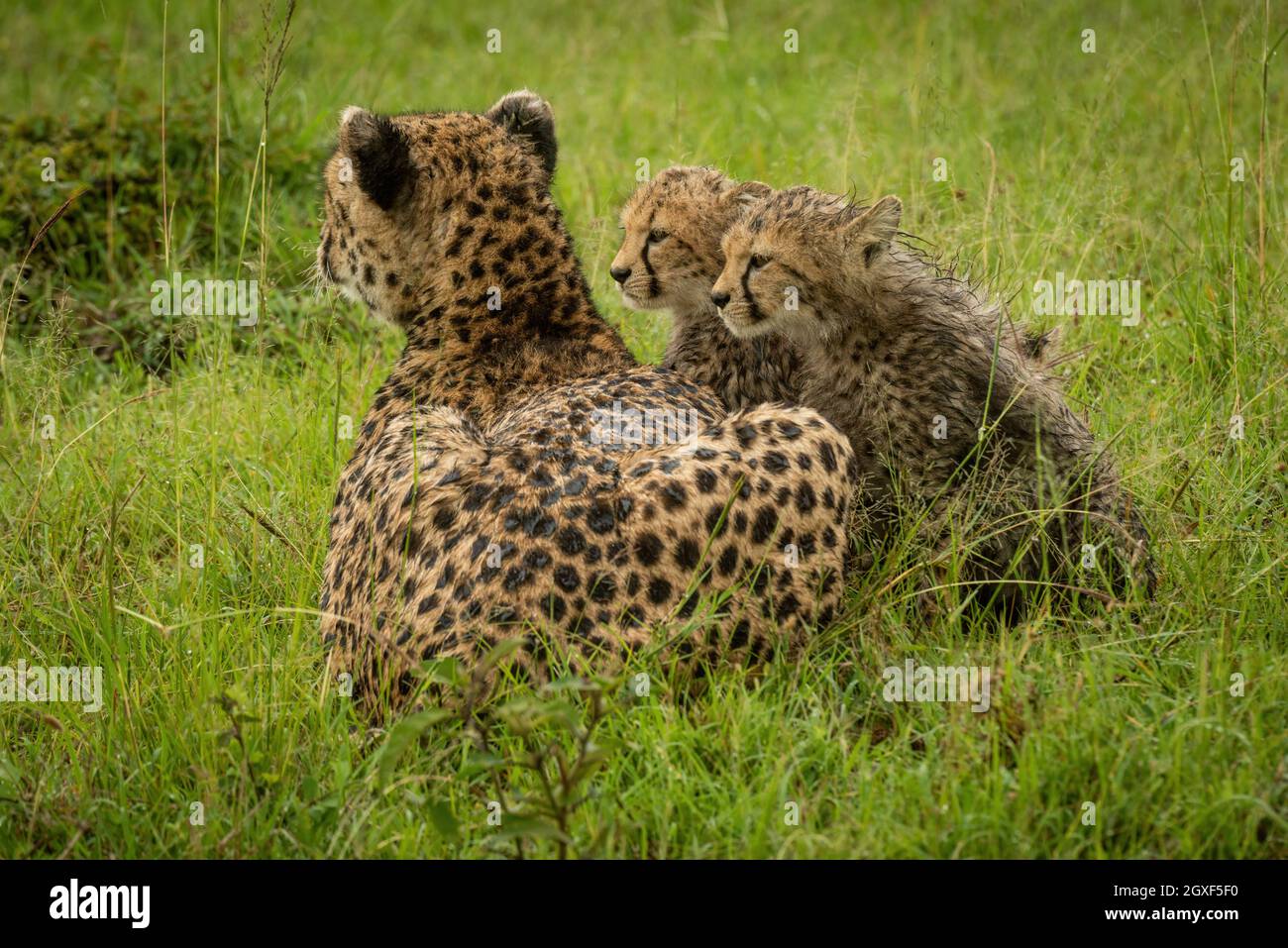 Cheetah cub in rain hi-res stock photography and images - Alamy