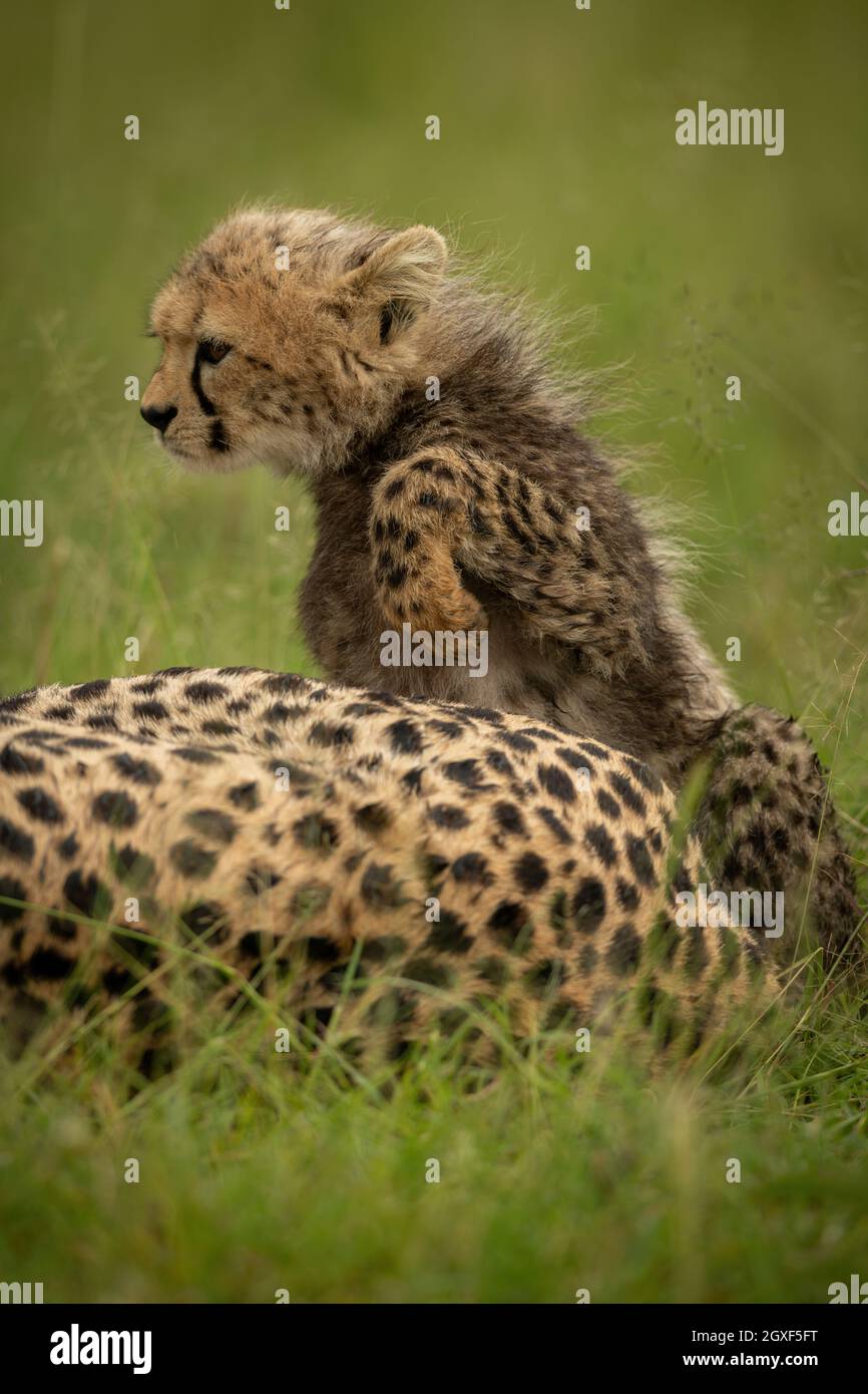 Cheetah cub sits lifting paw by mother Stock Photo - Alamy
