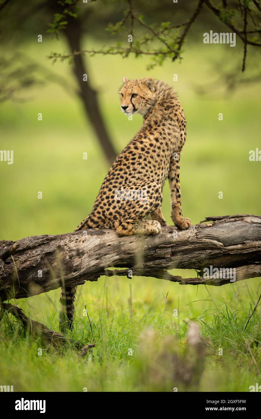 Cheetah cub sits on log looking back Stock Photo - Alamy