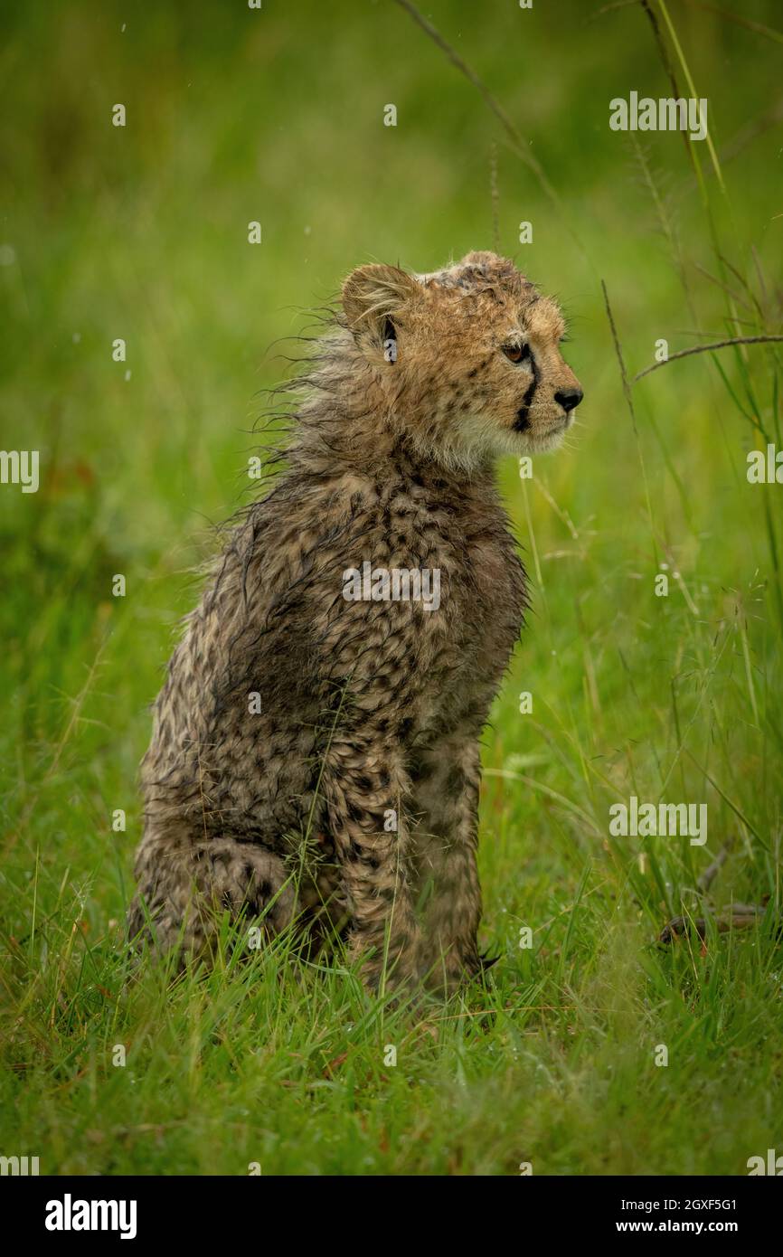 Cheetah cub sits in rain on grass Stock Photo - Alamy