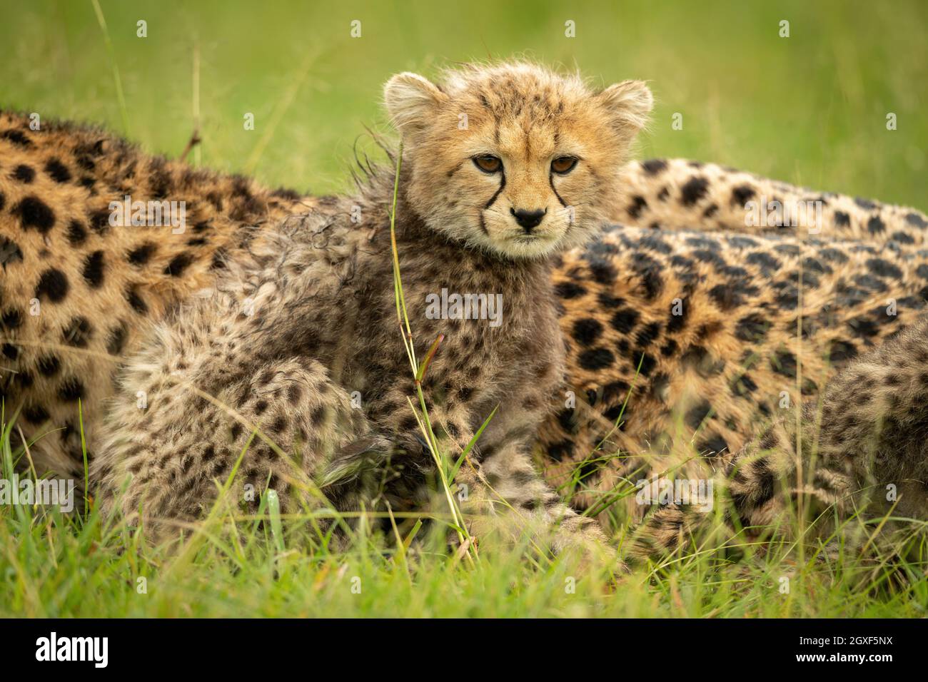 Cheetah cub sits with mother looking right Stock Photo - Alamy