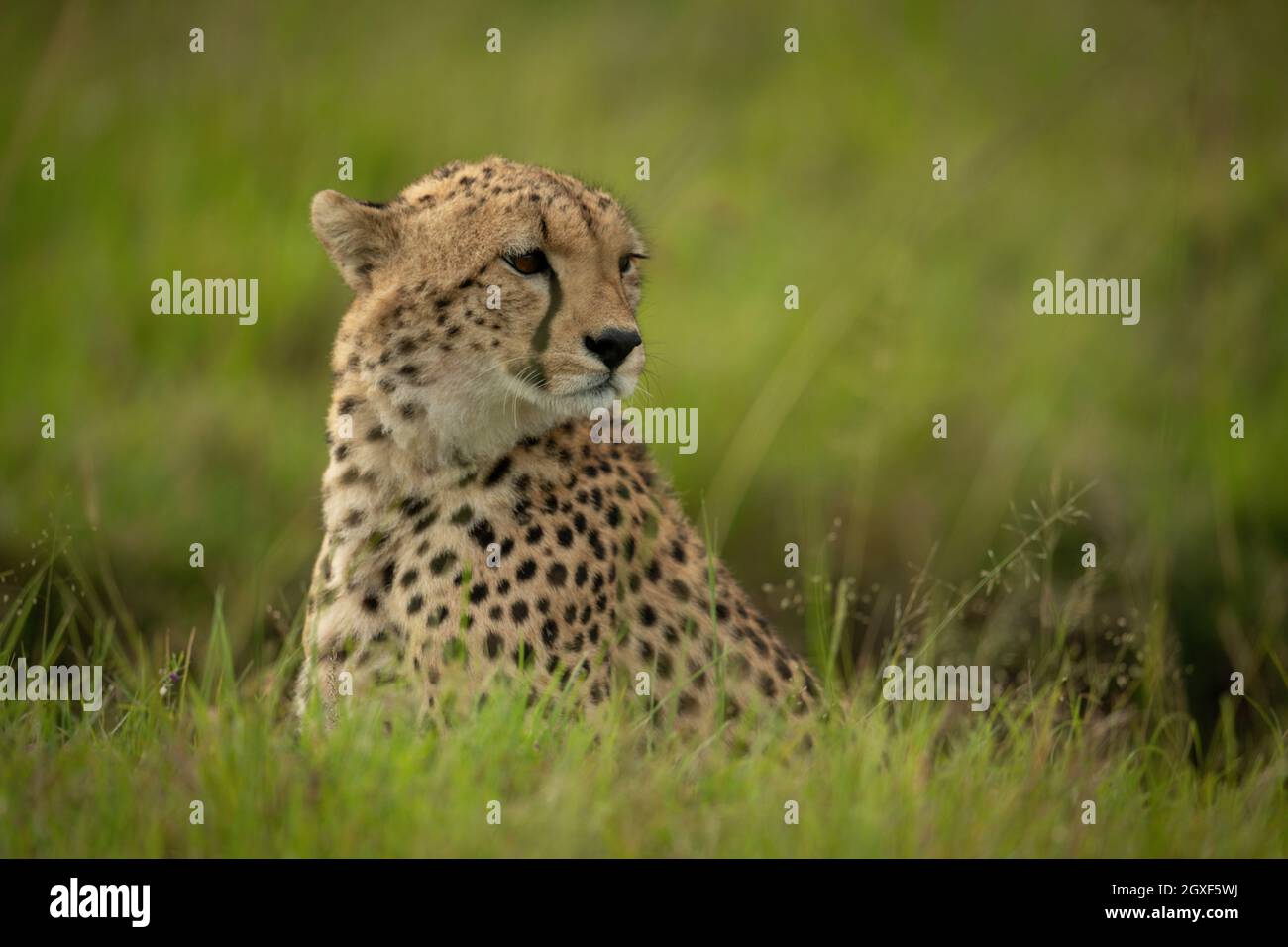 Cheetah cub sits in grass looking right Stock Photo - Alamy