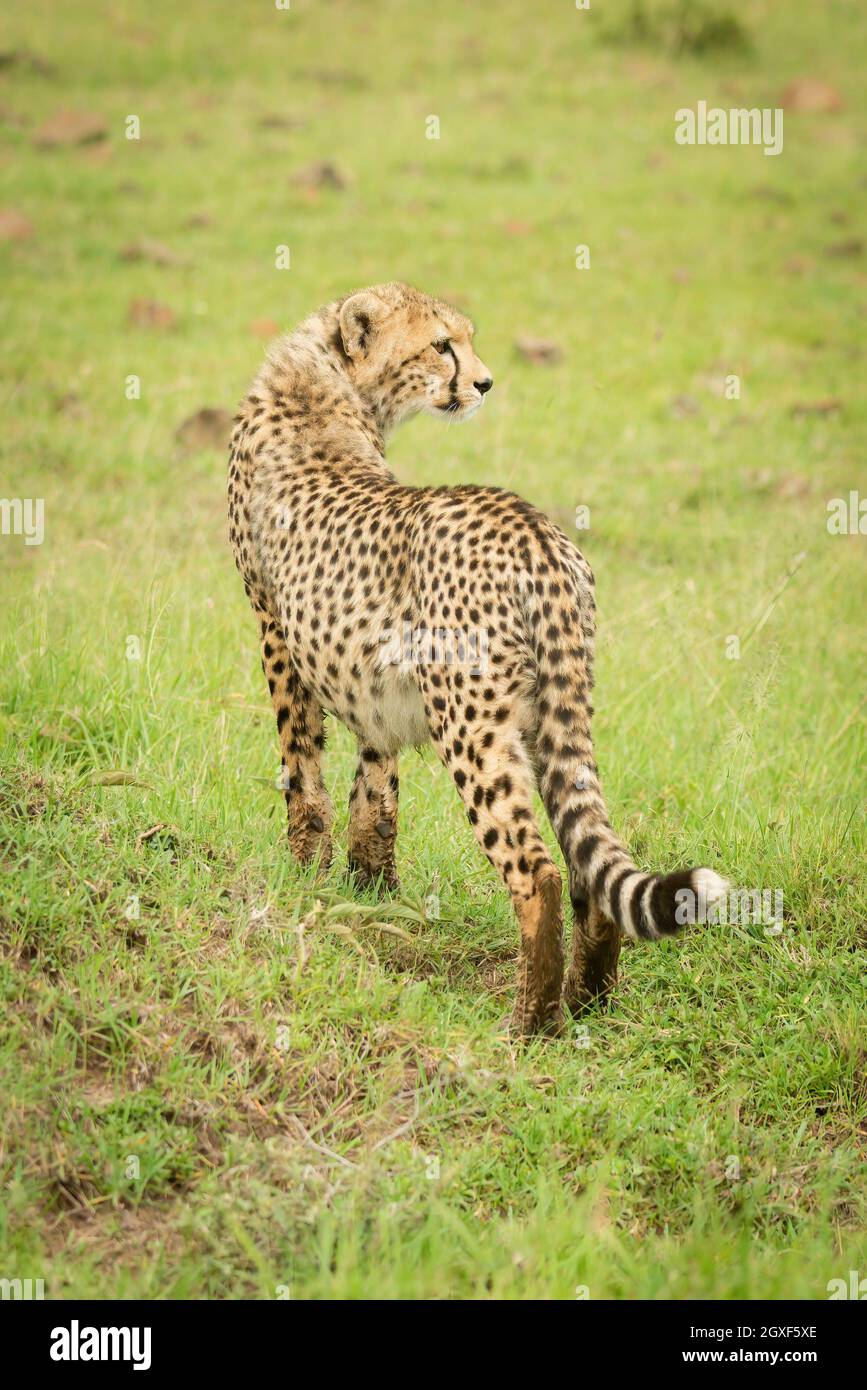 Cheetah cub stands looking round in grass Stock Photo - Alamy