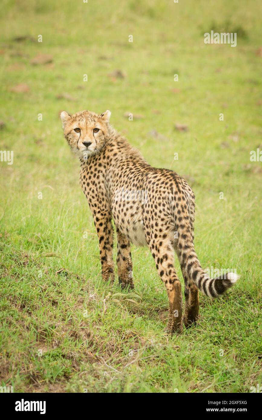 Cheetah cub stands looking back in grass Stock Photo - Alamy