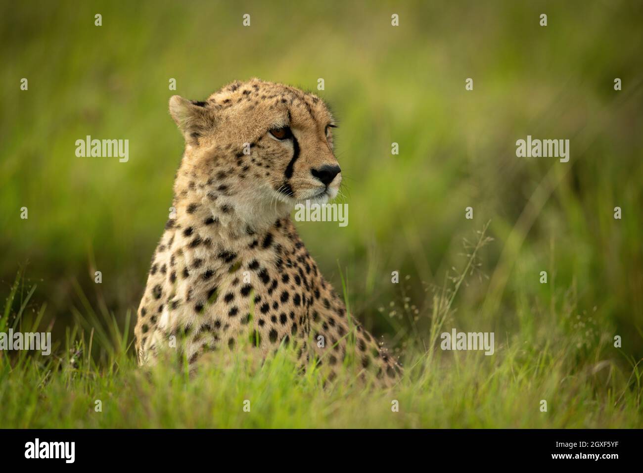 Cheetah cub sits in grass turning head Stock Photo - Alamy
