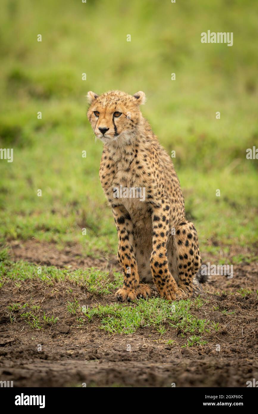 Cheetah cub paw hi-res stock photography and images - Alamy