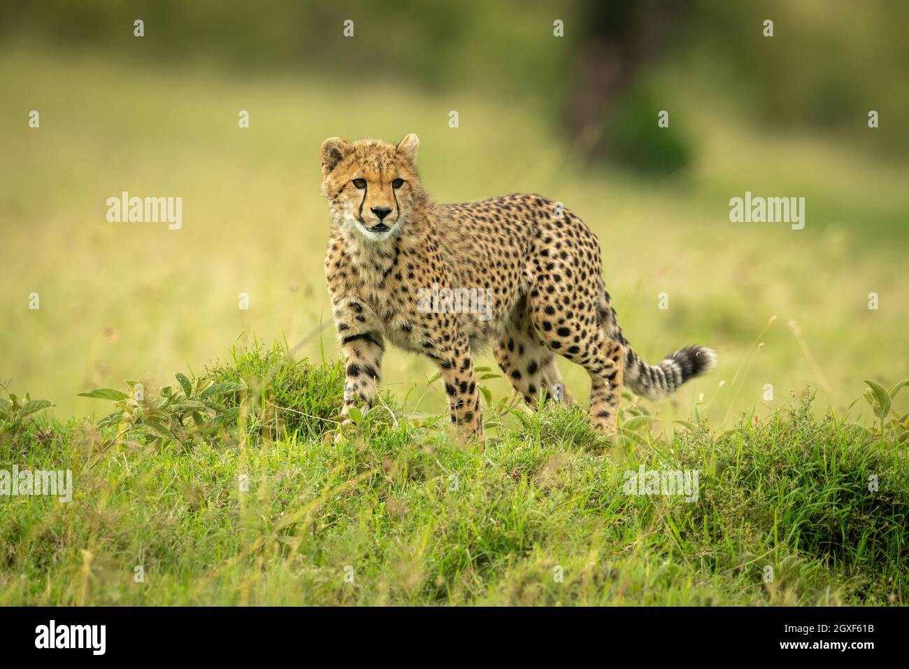 Young cheetah standing in grass hi-res stock photography and images - Alamy