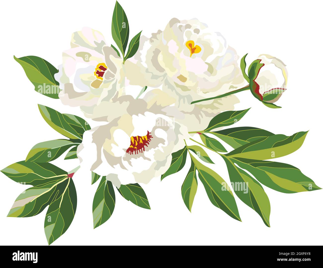Bouquet of blooming white peonies. Decorative element for creating a ...