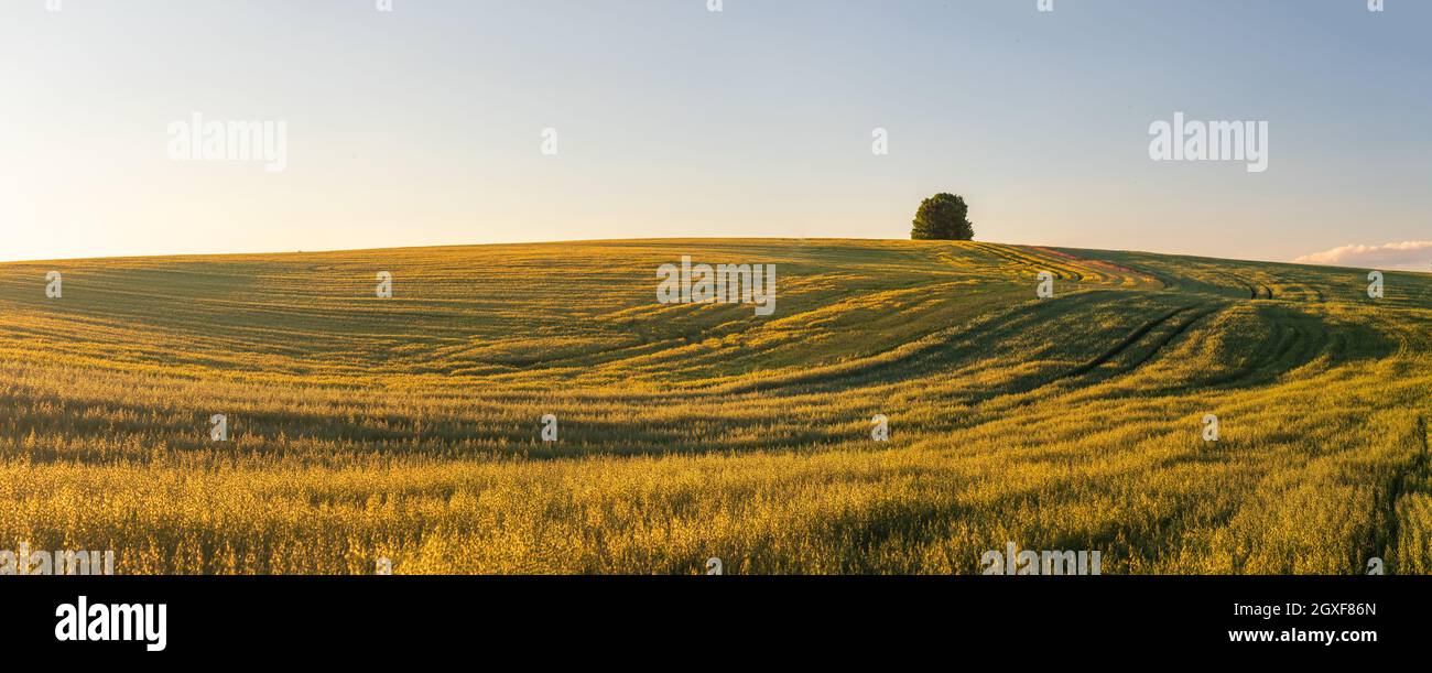 Yellow sunset panorama hi-res stock photography and images - Alamy
