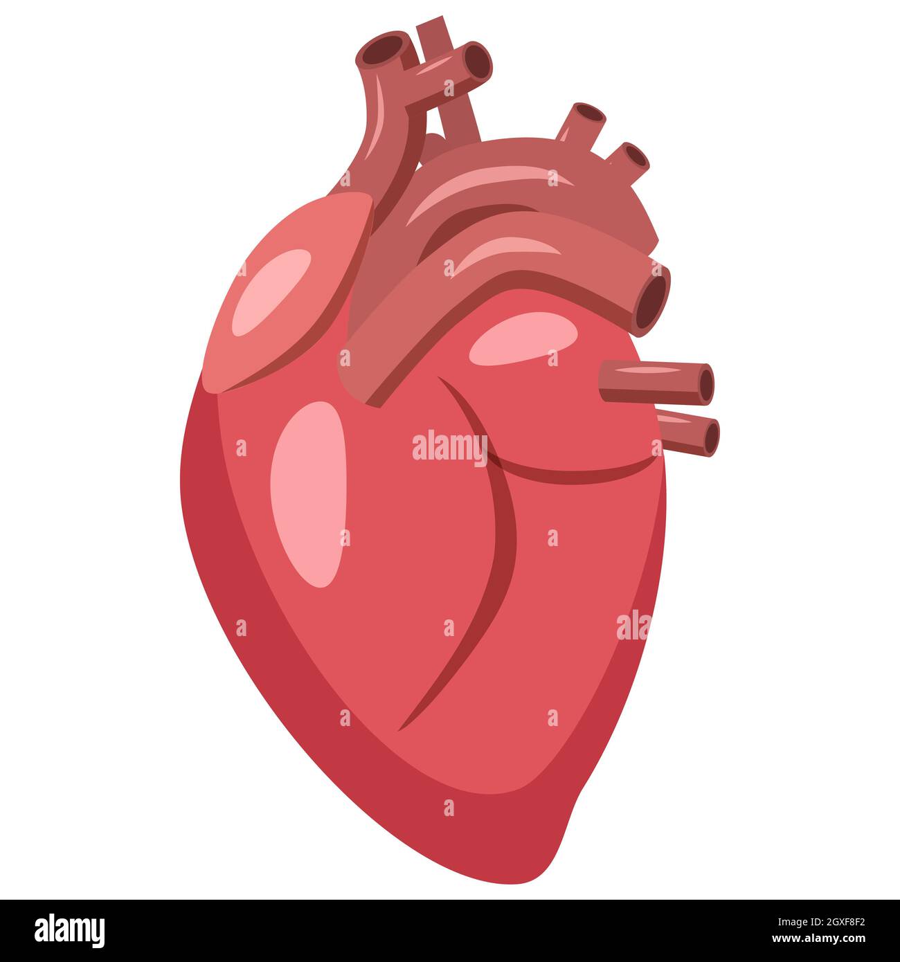 Human heart icon in cartoon style on a white background Stock Photo - Alamy