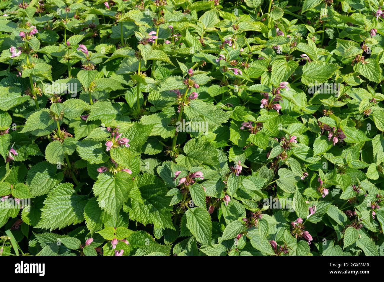 Common nettle plant, Urtica dioica, in a field Stock Photo - Alamy