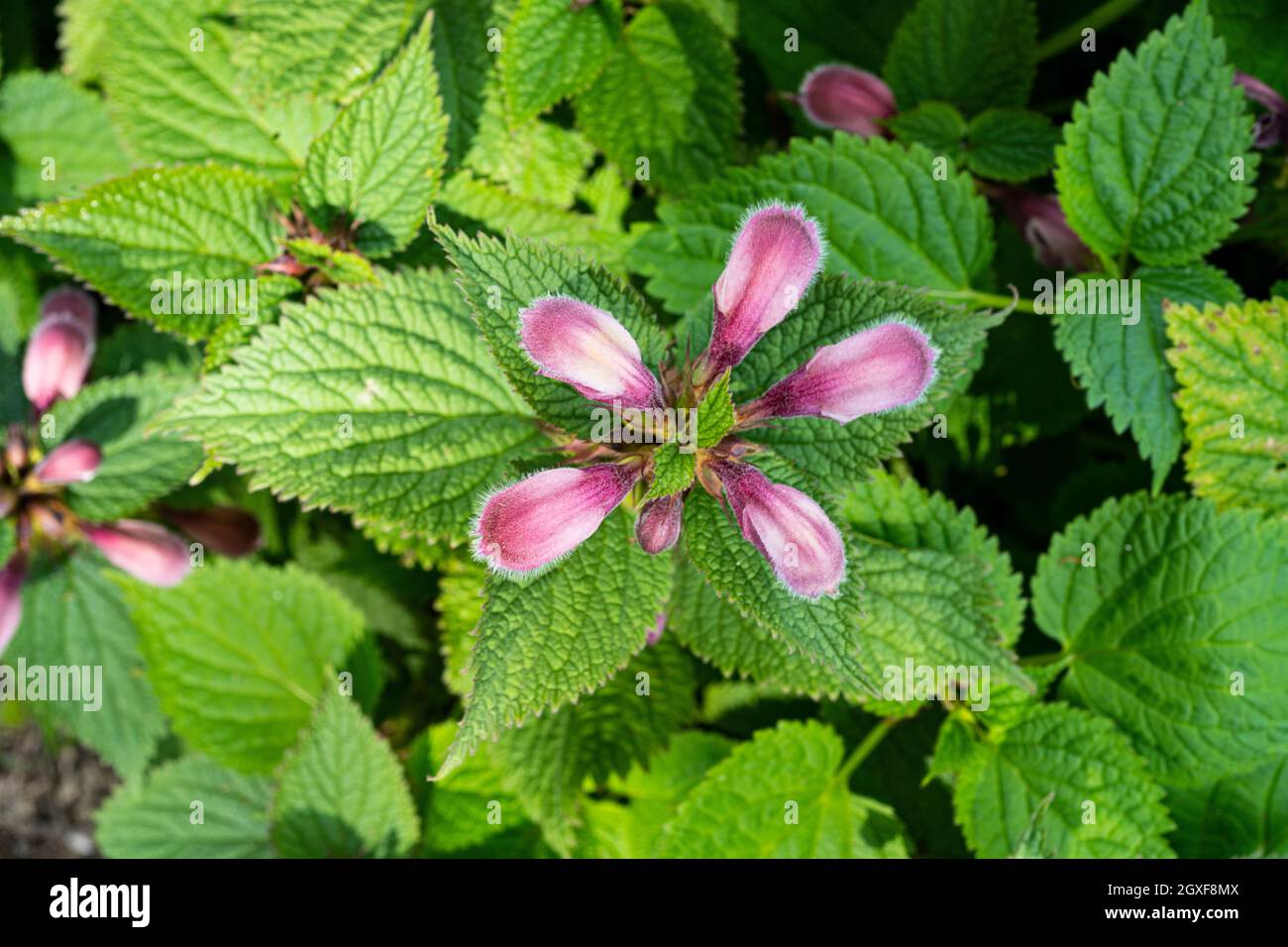 Common nettle plant, Urtica dioica, in a field Stock Photo - Alamy