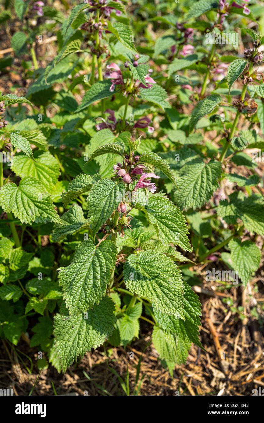 Common nettle plant, Urtica dioica, in a field Stock Photo - Alamy