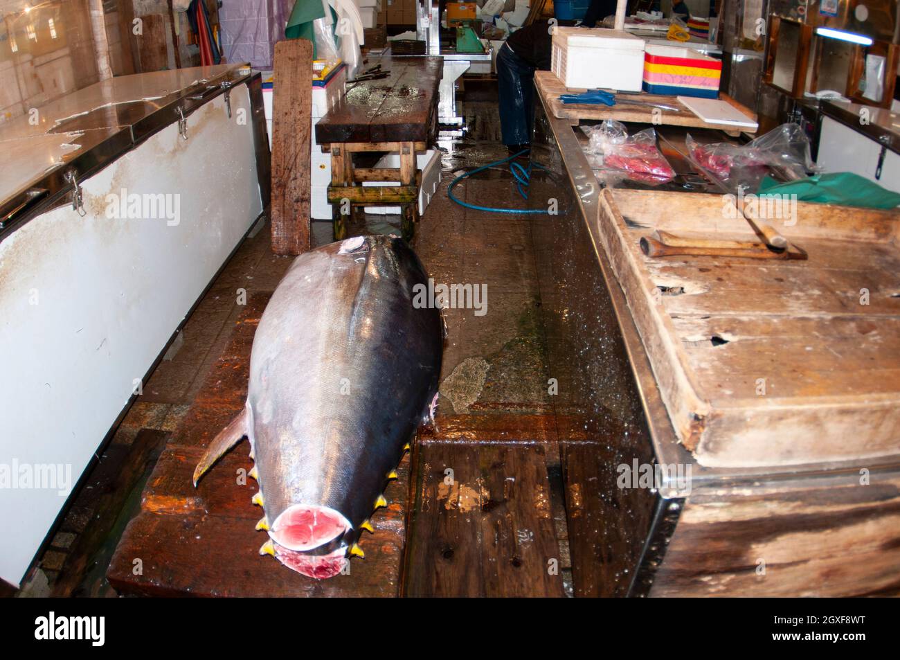 Frozen ahi tuna on display at the old Tsukiji Fish Market, Tokyo, Japan ...