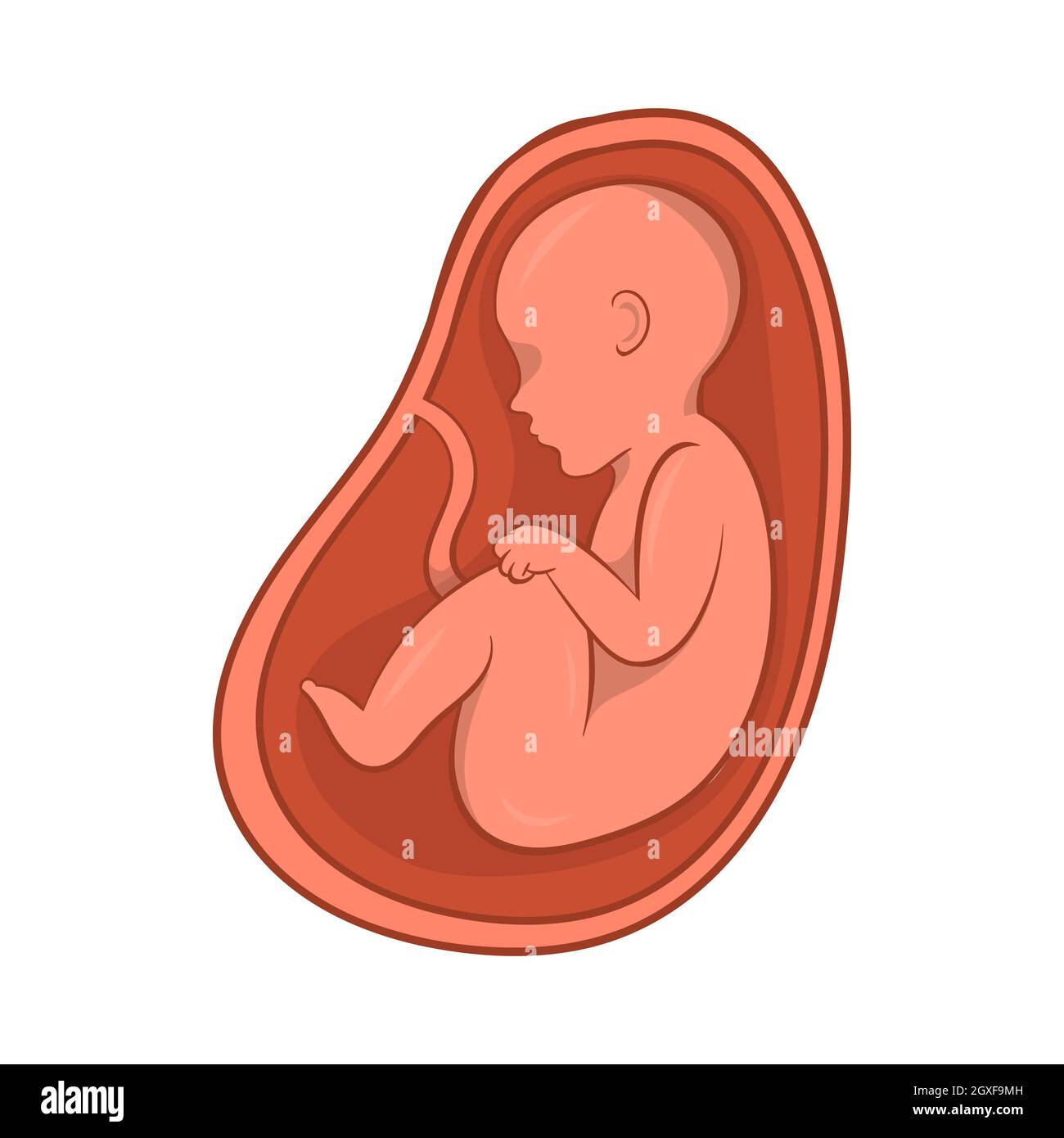Baby in womb cartoon icon Cut Out Stock Images & Pictures - Alamy