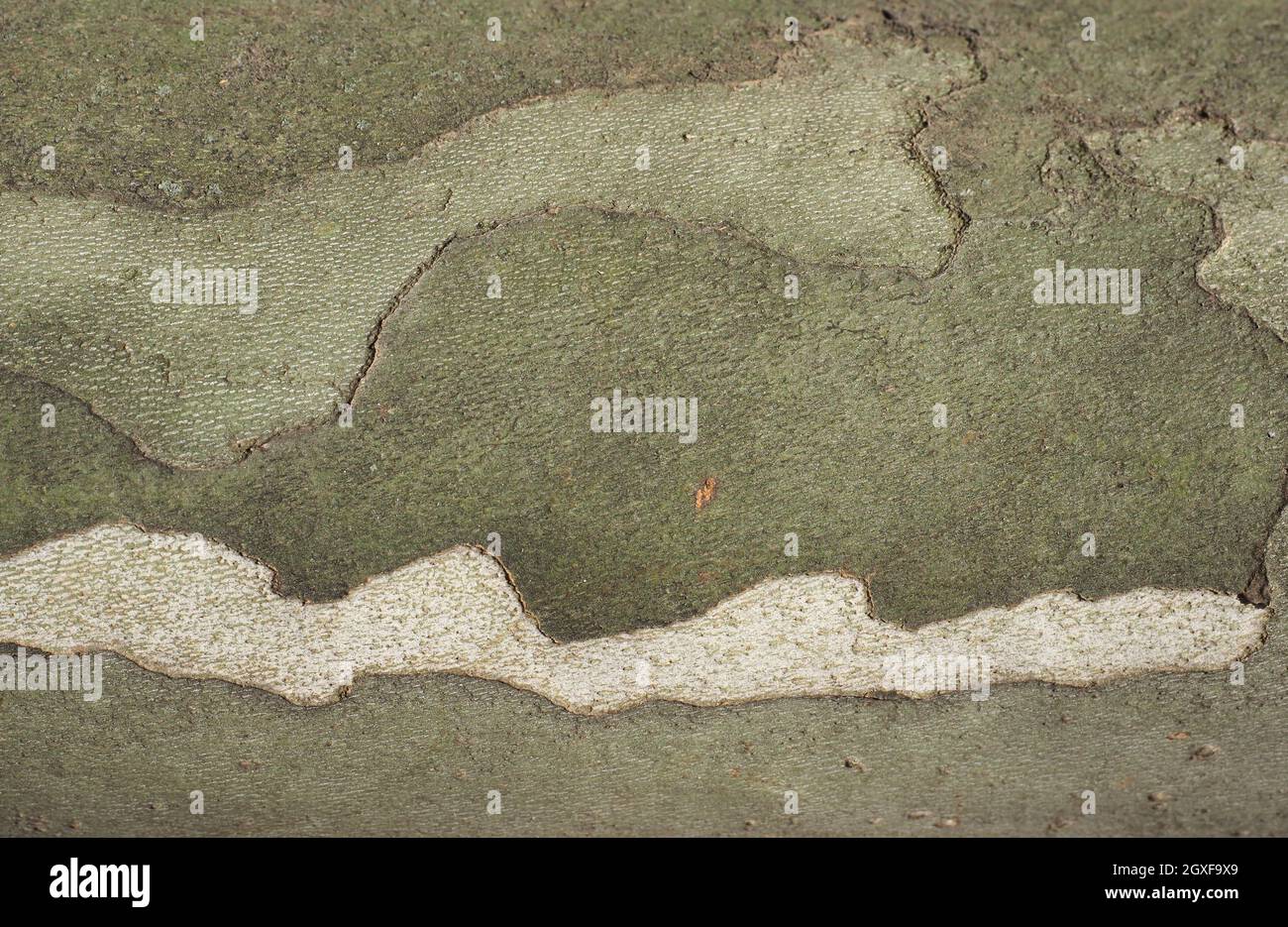 camouflage pattern on plane tree bark useful as a background Stock ...