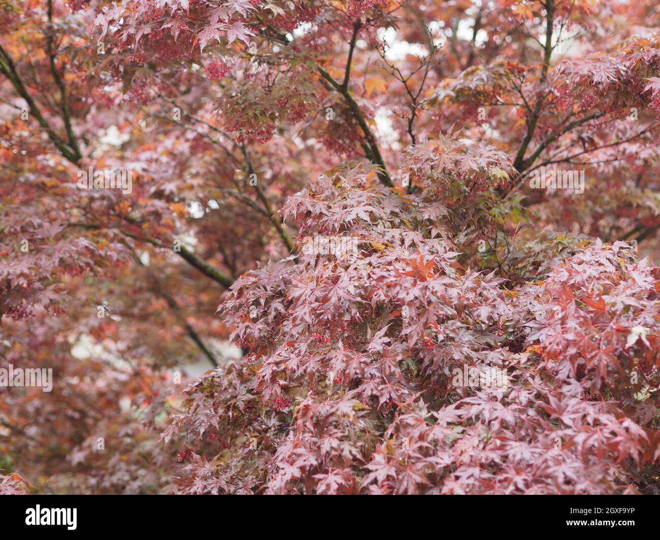 maple acer (scientific name Acer Rubrum) tree Stock Photo - Alamy