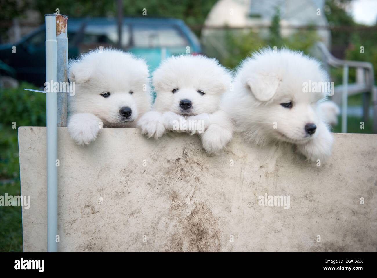 Three White fluffy Samoyed puppies peeking out from the fence Stock ...