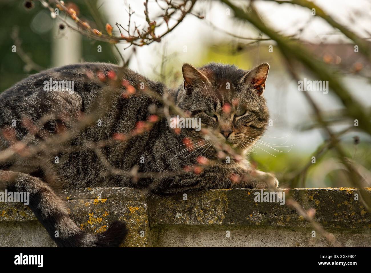 Detail of cute Cat rest between the branches Stock Photo - Alamy
