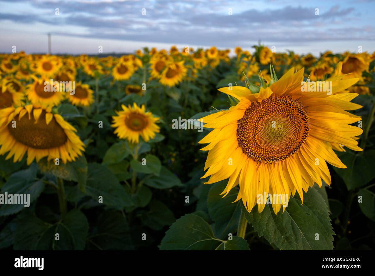 High quality sunflower hi-res stock photography and images - Alamy