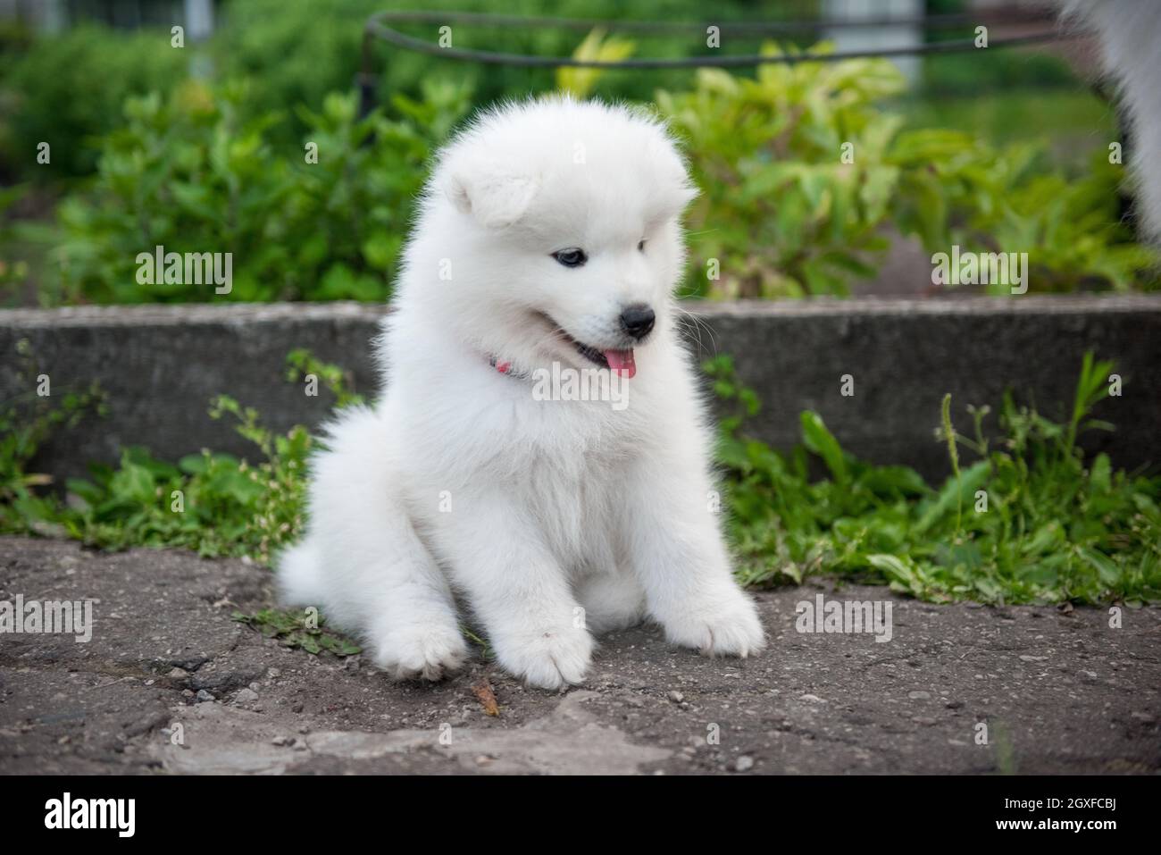 Funny Samoyed puppy in the summer garden on the road Stock Photo - Alamy