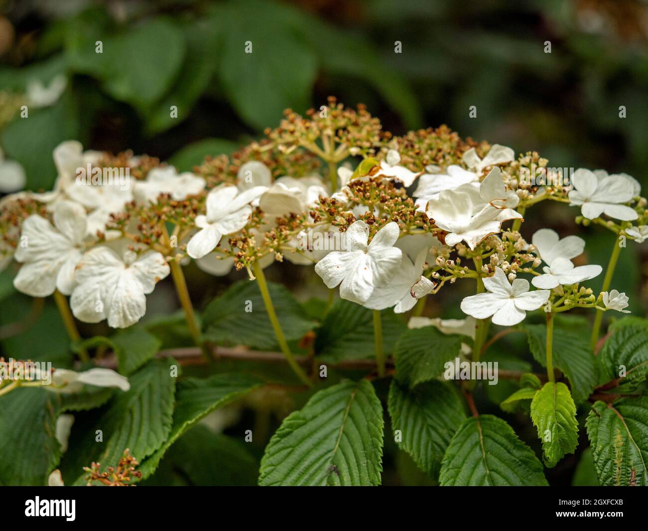 White flowers and buds on a Japanese snowball bush, Viburnum plicatum ...