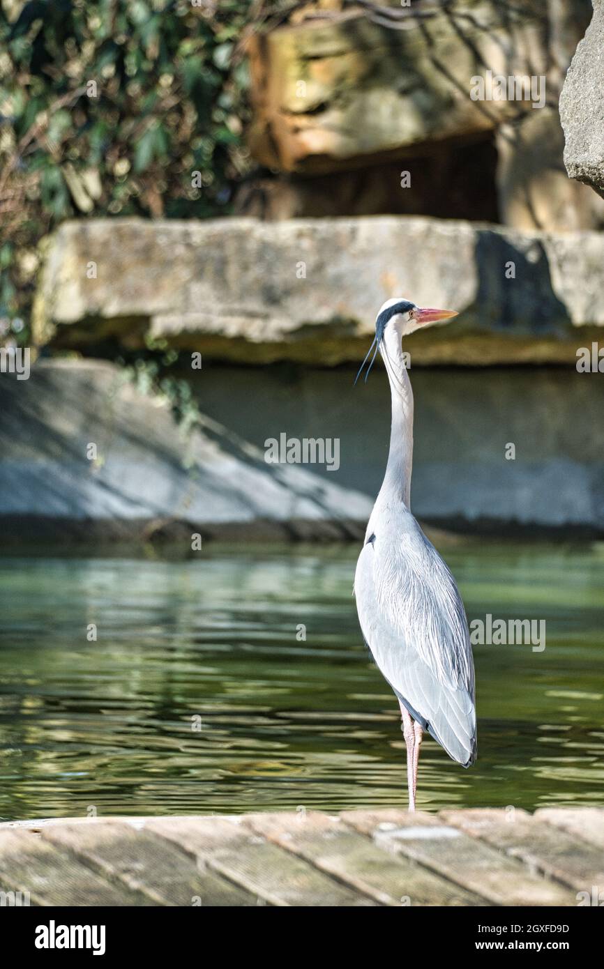 Grey duck hi-res stock photography and images - Alamy